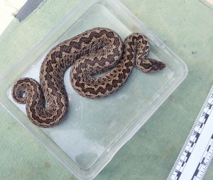 A TERMÉSZETRŐL ÉS VÉDELMÉRŐL felhőkből - PREDÁTOROK